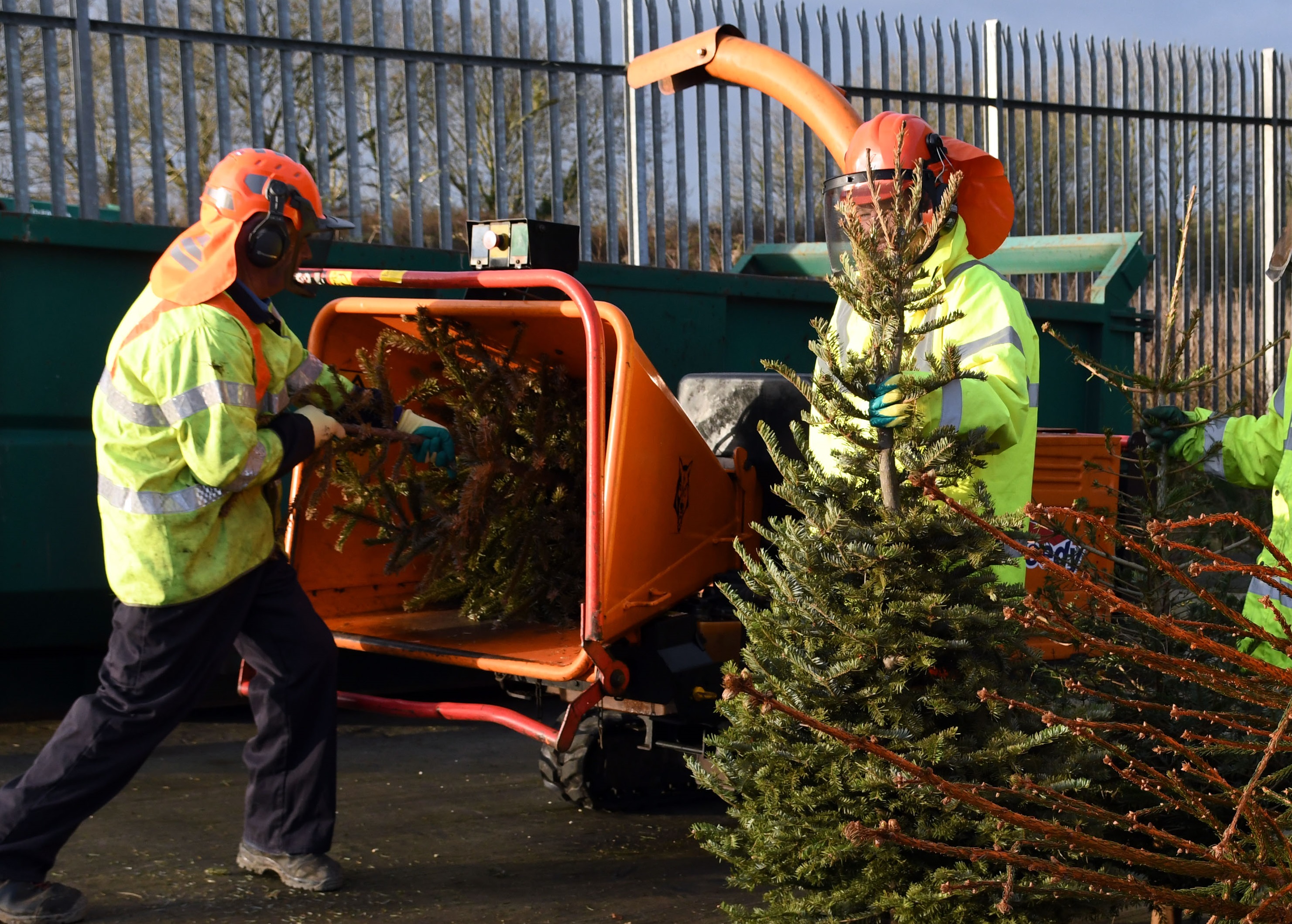 Book free collection of your real Christmas tree - Pembrokeshire County ...
